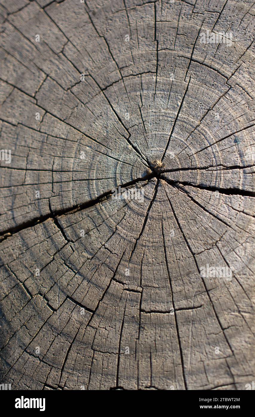 Cut tree stump surface as a background texture Stock Photo - Alamy