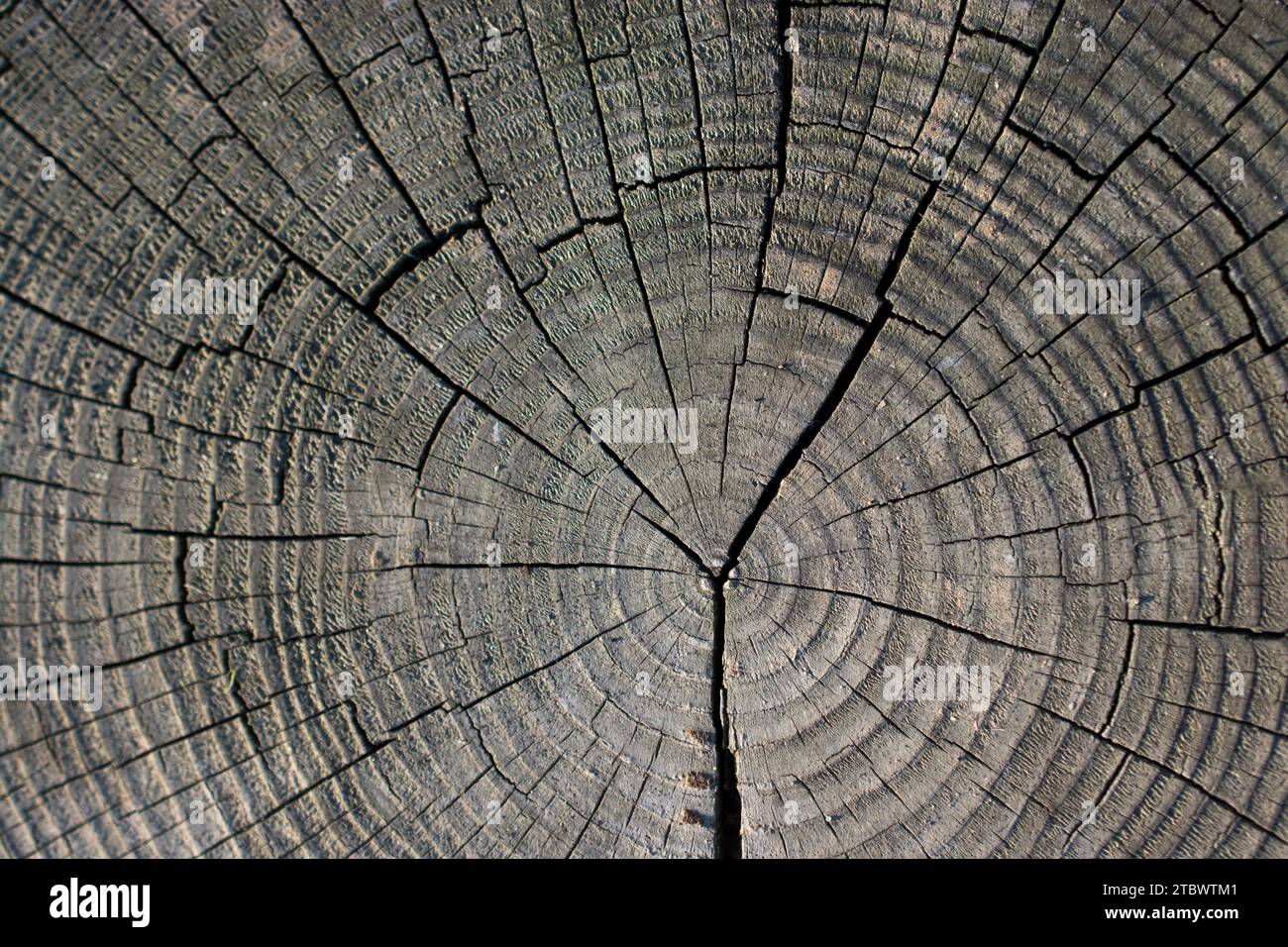 Cut tree stump surface as a background texture Stock Photo - Alamy