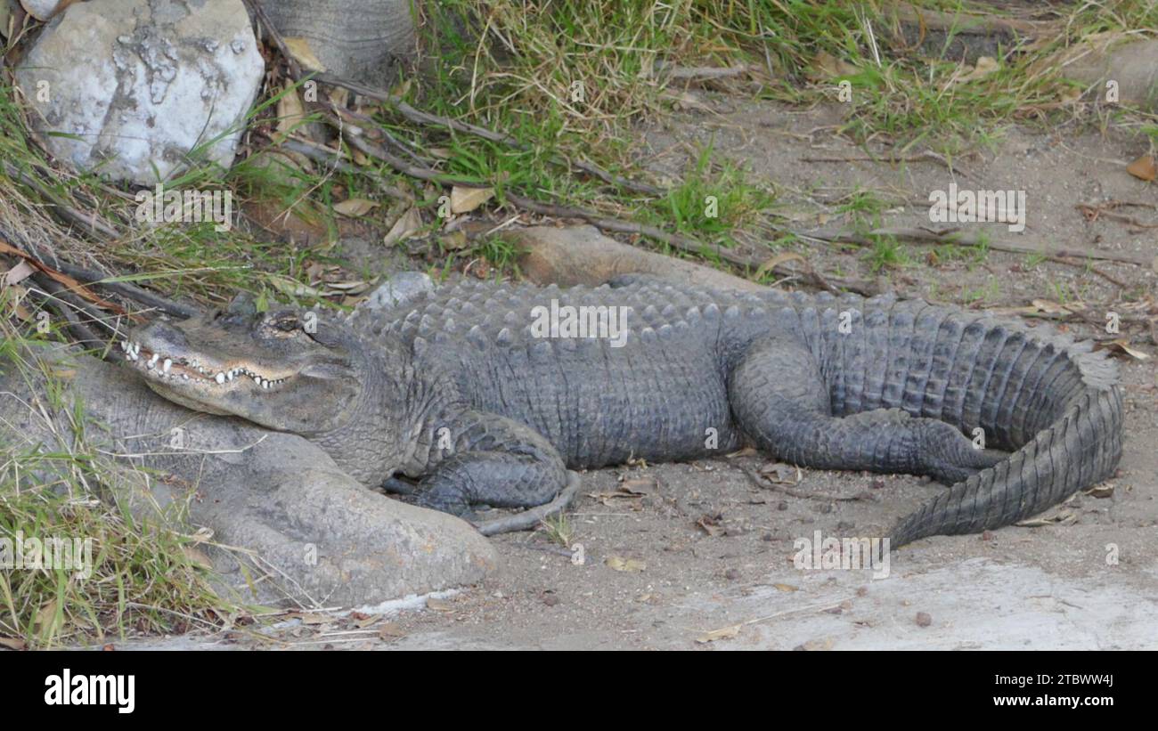 Los Angeles, California, USA 5th December 2023 American Alligator at LA ...