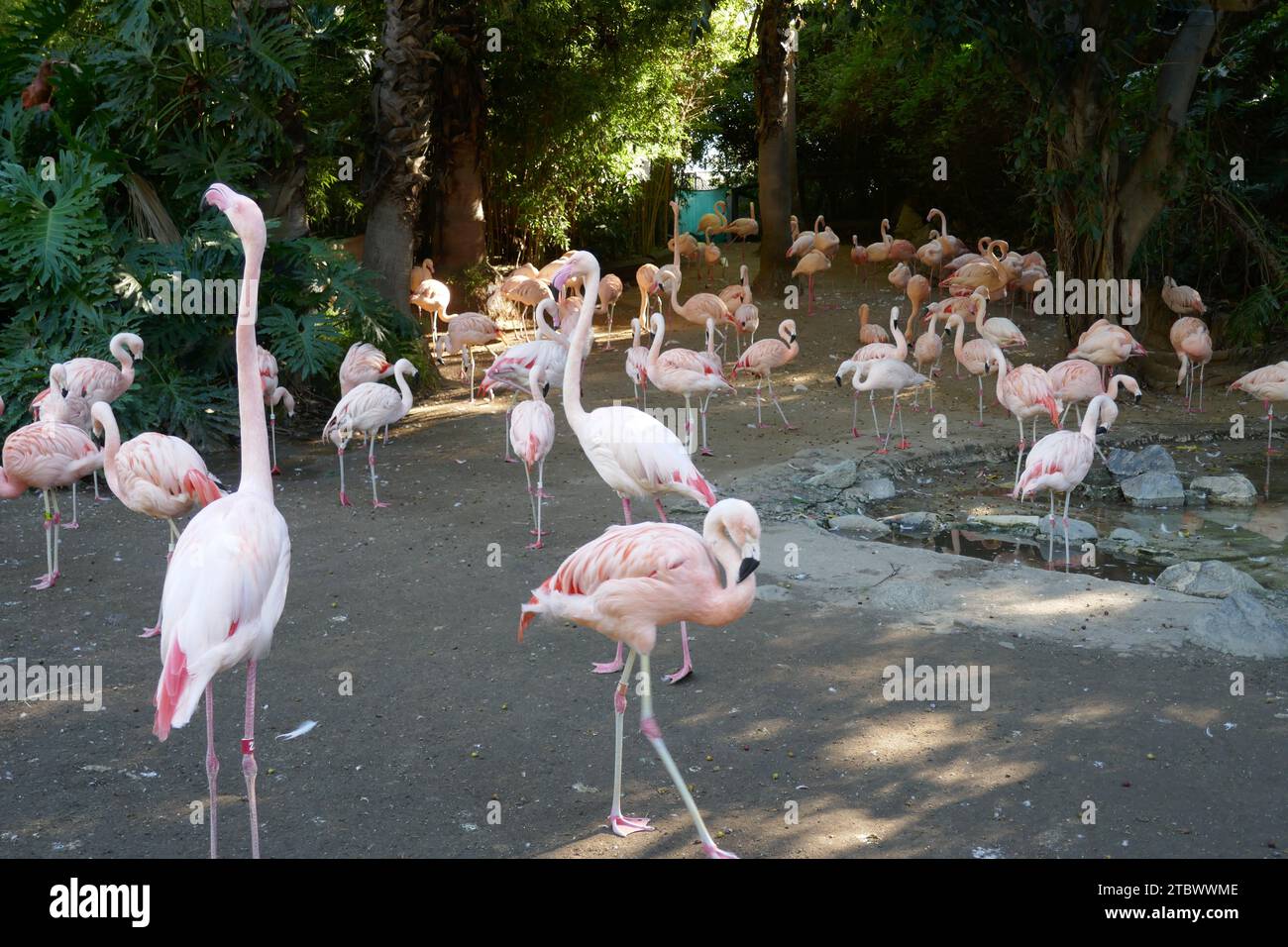 Los Angeles, California, USA 5th December 2023 Flamingos at LA Zoo on ...