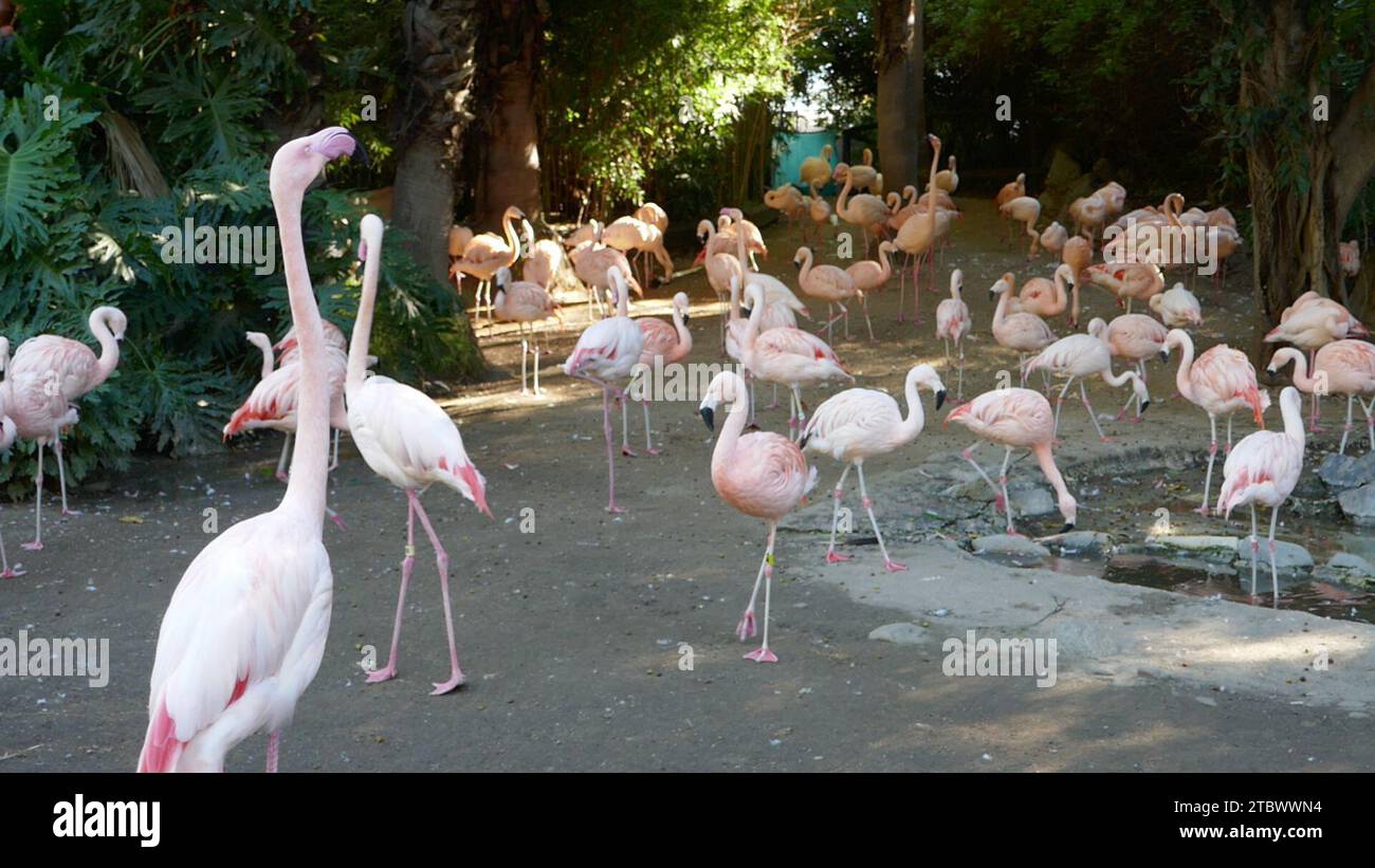 Los Angeles, California, USA 5th December 2023 Flamingos at LA Zoo on ...