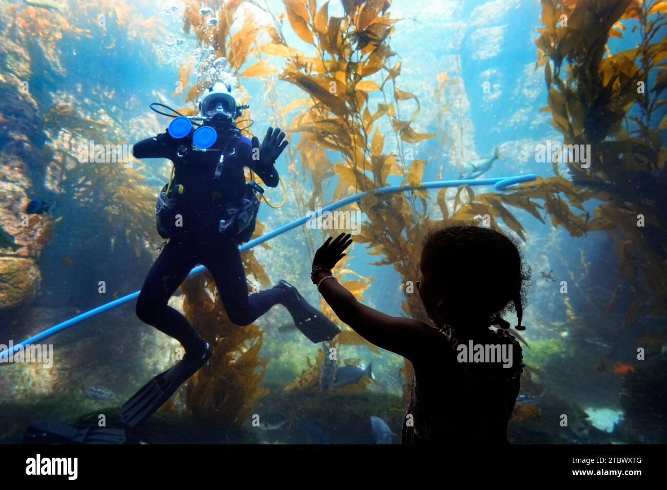 A diver waves to a girl as he cleans the glass of the Birch Aquarium's ...
