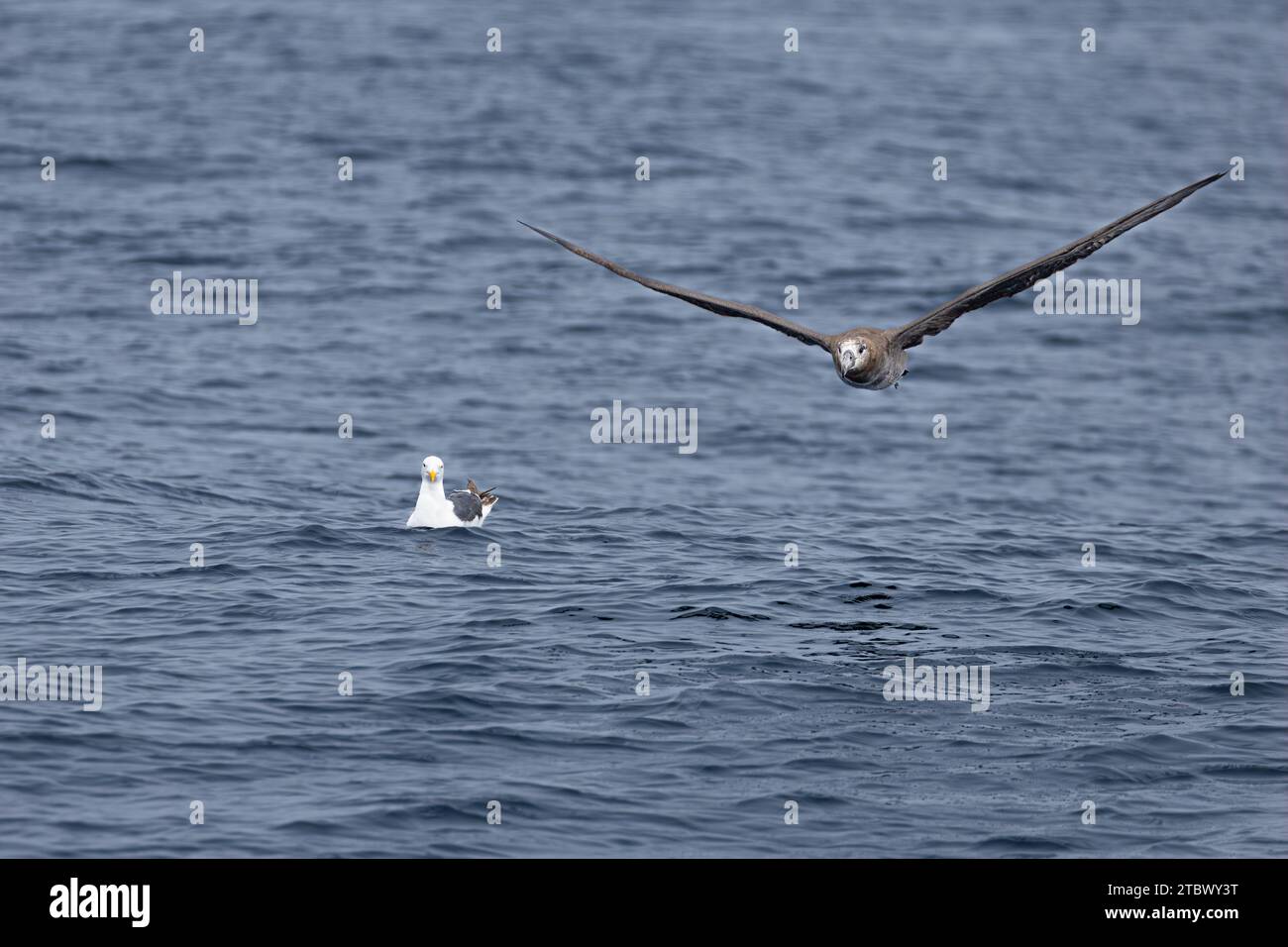 Black-footed Albatross (Phoebastria nigripes) in the North Pacific ...