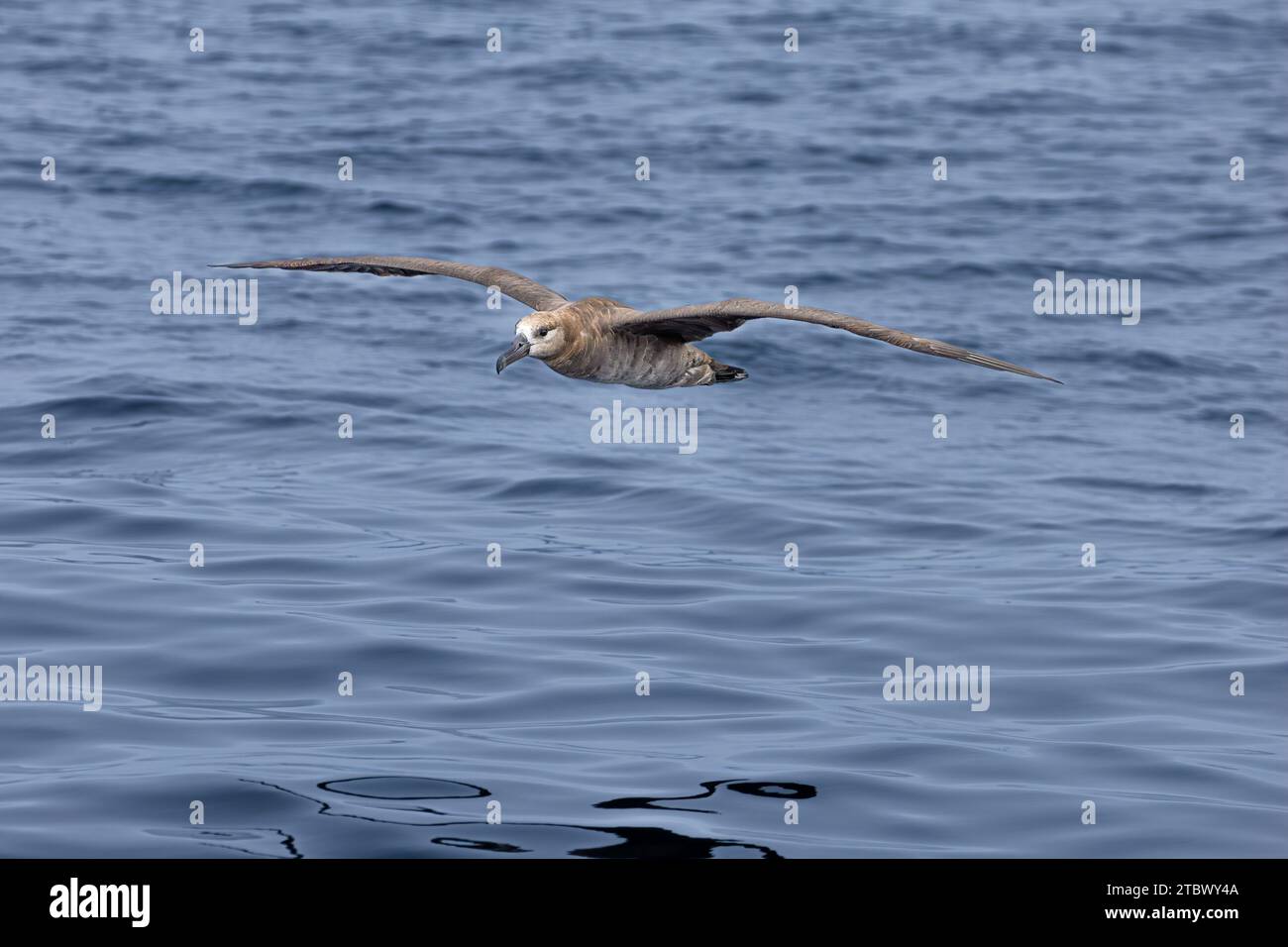 Black-footed Albatross (Phoebastria nigripes) in the North Pacific ...