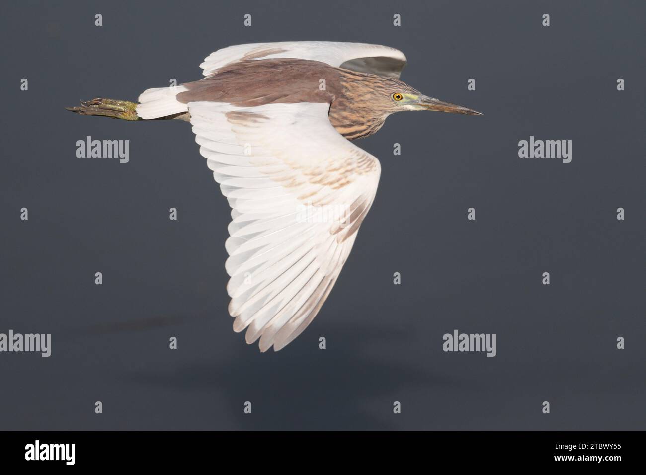 Chinese Pond Heron (Ardeola bacchus), non-breeding plumage, dorsal view ...