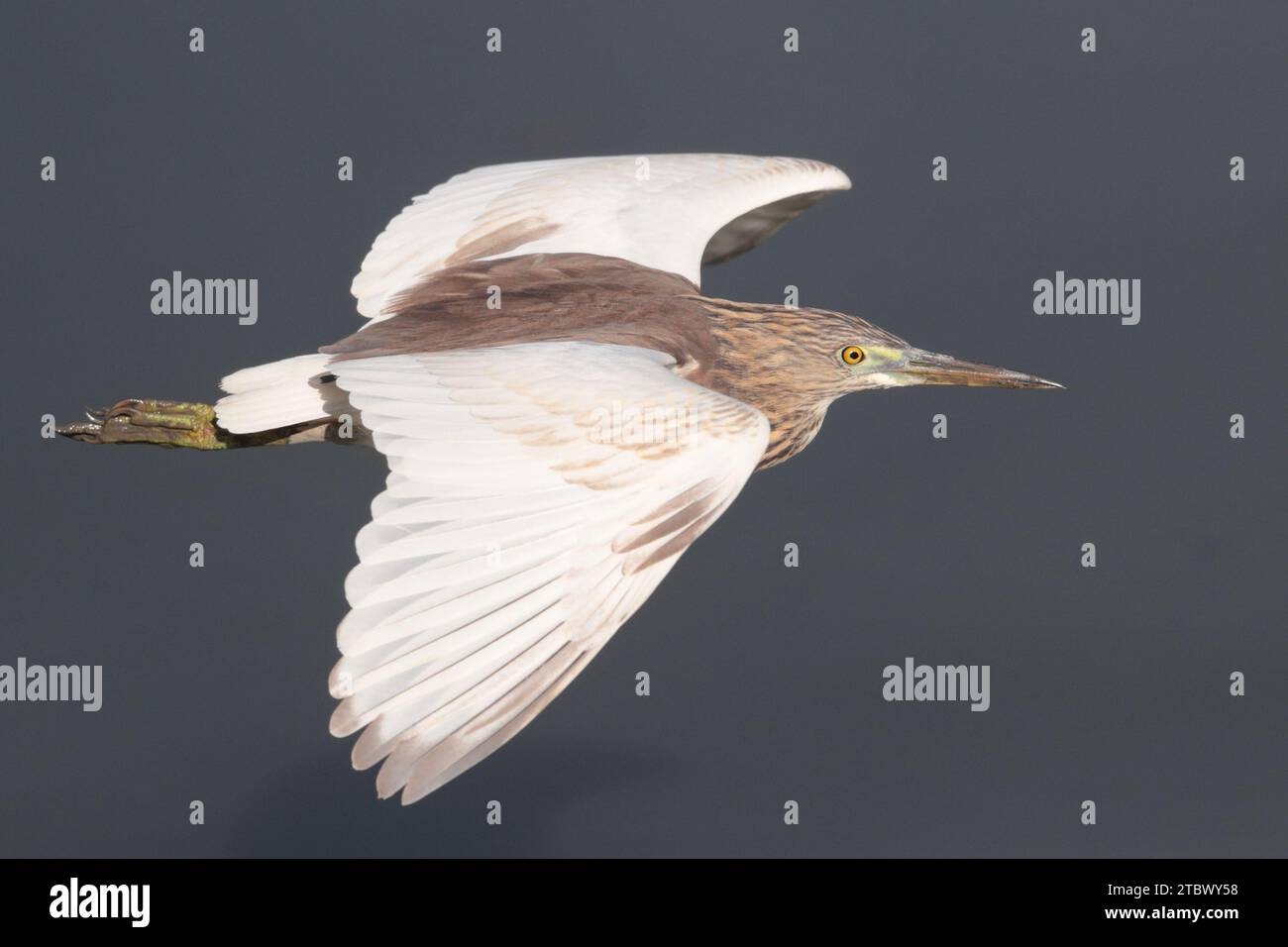 Chinese Pond Heron (Ardeola bacchus), non-breeding plumage, dorsal view ...