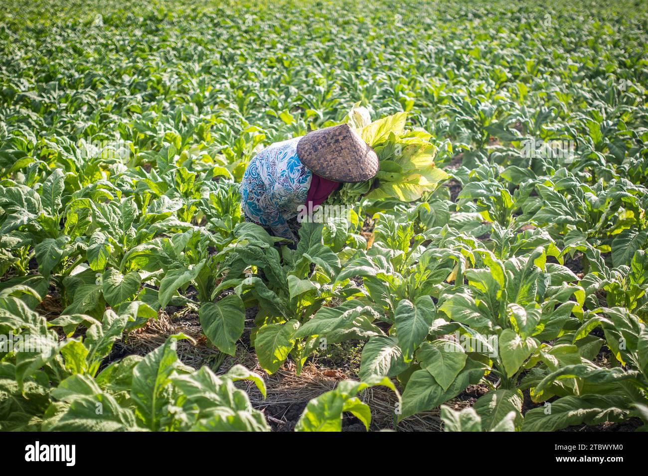 People working in a tobacco field in Asia Stock Photo - Alamy