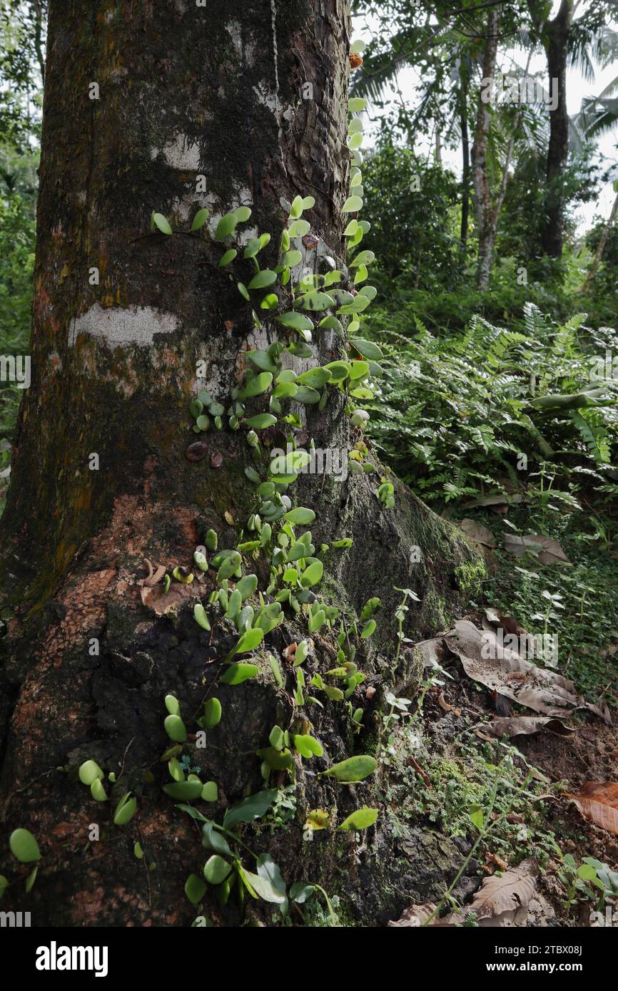 Penny shaped leaf hi-res stock photography and images - Alamy