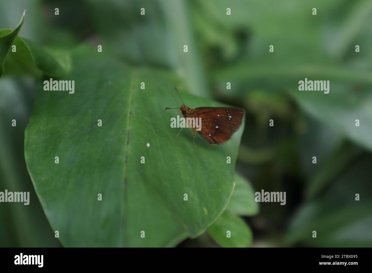 Ventral view of a dark brown colored Chestnut Bob butterfly (Iambrix ...