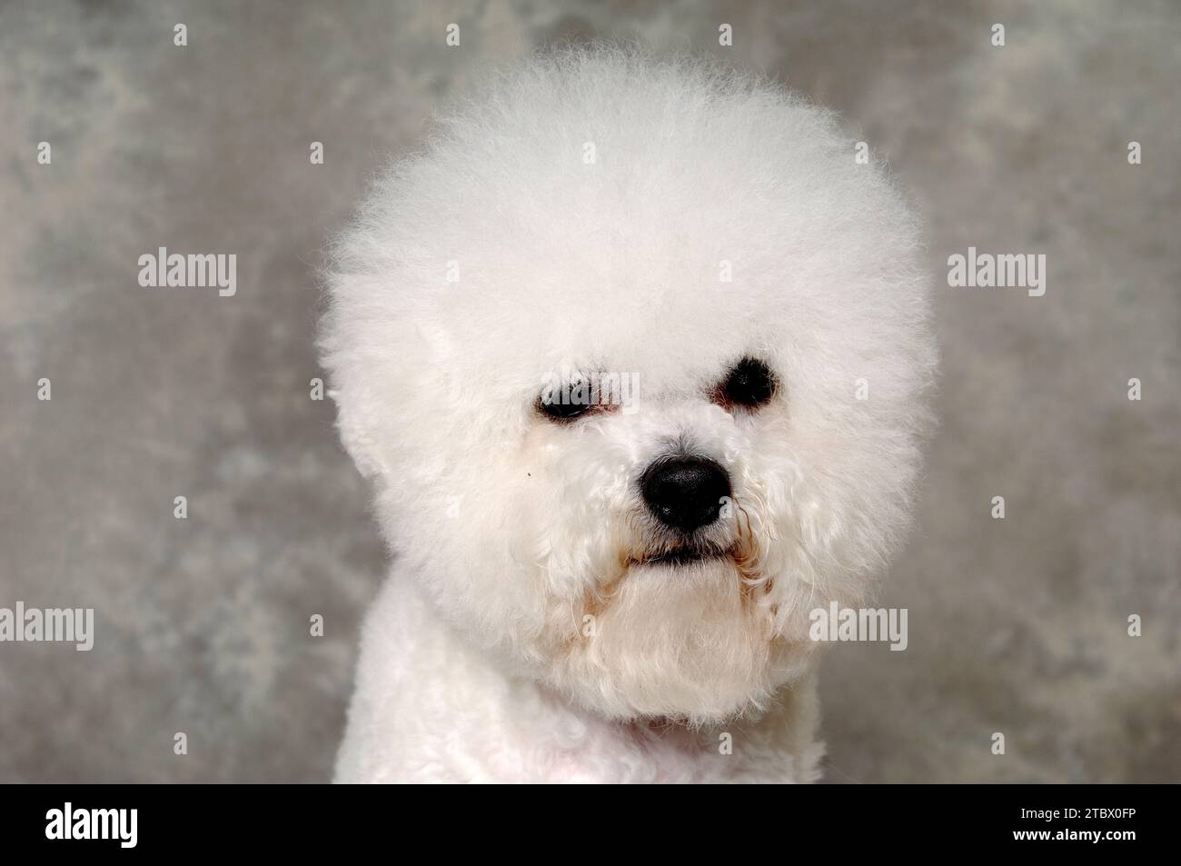 Face of a sad Poodle dog Stock Photo - Alamy