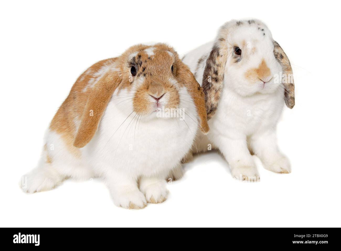 Two sweet rabbits is sitting on a white background Stock Photo - Alamy