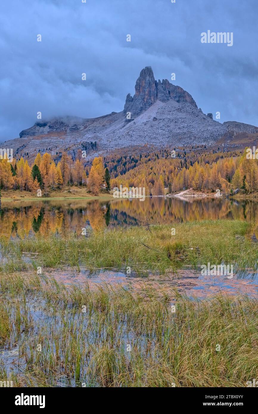 Autumn scenery on lake Lago Federa with yellow larches and the mountain ...