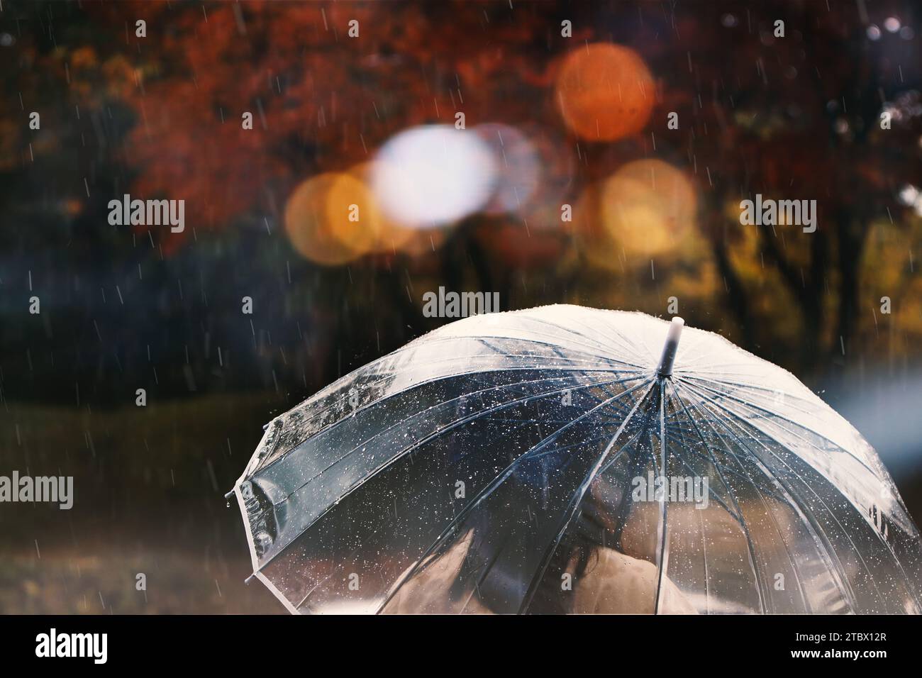Raindrops pouring down on a transparent umbrella and red maple trees ...