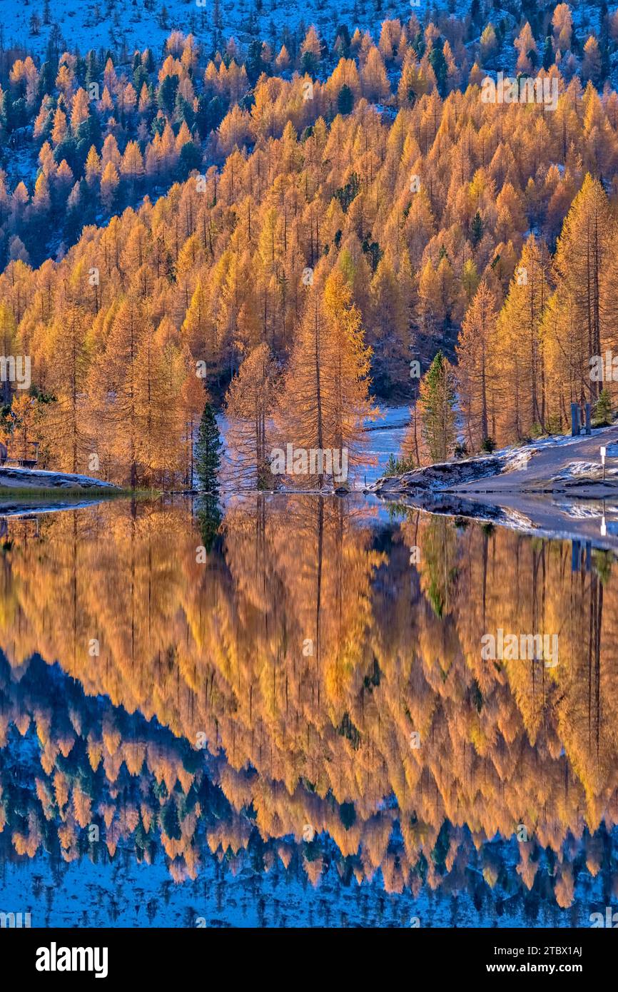 Autumn scenery on lake Lago Federa with yellow larches reflected in the ...