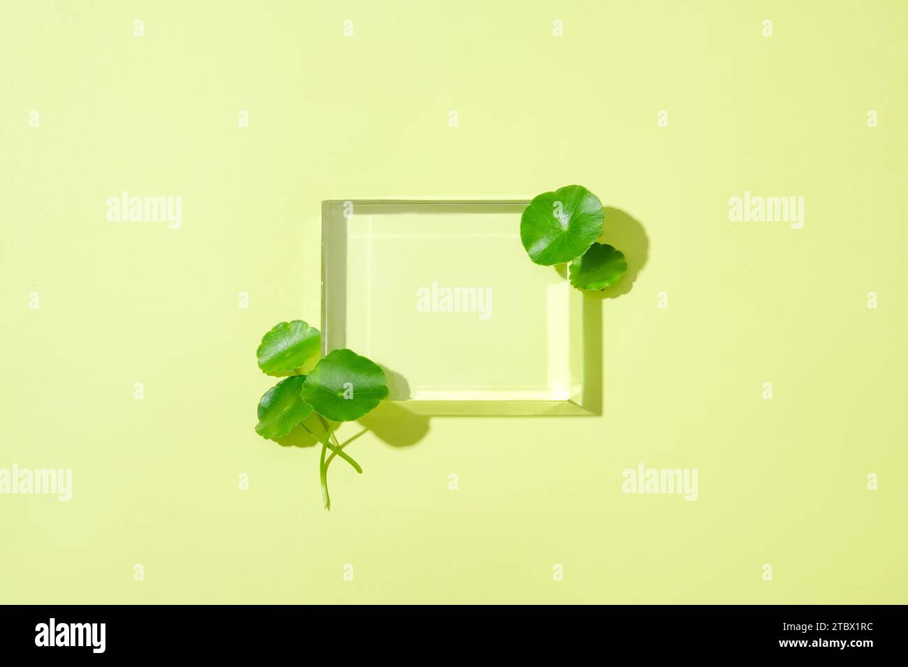 A glass podium and fresh pennywort are displayed on a pastel background ...