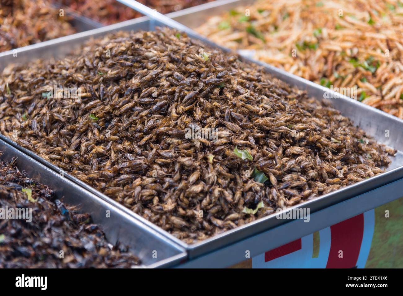 Cricket grasshopper edible hi-res stock photography and images - Alamy