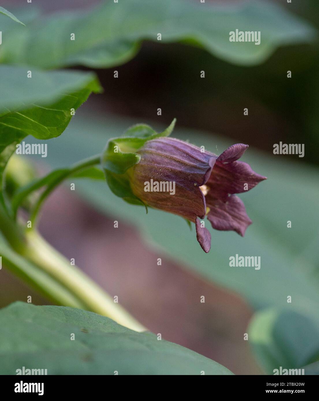 Flowers of Atropa belladonna, commonly known as belladonna or deadly ...