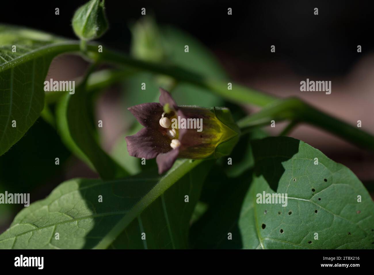Flowers of Atropa belladonna, commonly known as belladonna or deadly ...