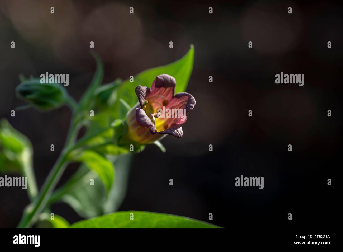 Flowers of Atropa belladonna, commonly known as belladonna or deadly ...