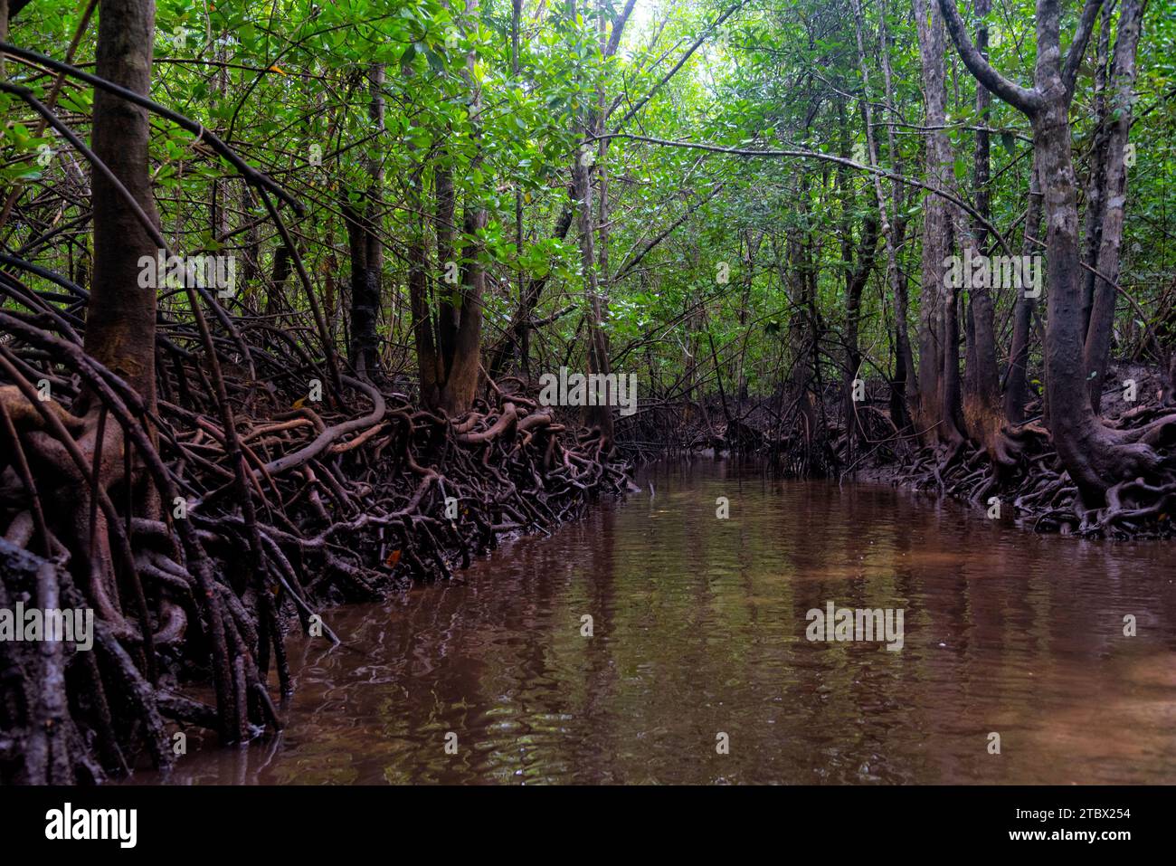Scene of beautiful mangrove forest at Ban Tah Din Deang, Thai Mueng ...