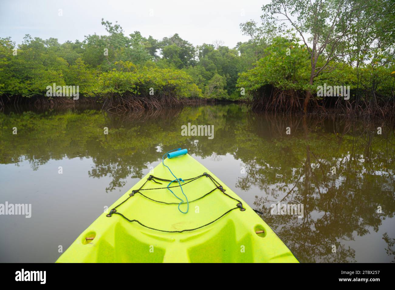 Scene of mangrove forest at Ban Tah Din Deang, Thai Mueng, Phangnga ...