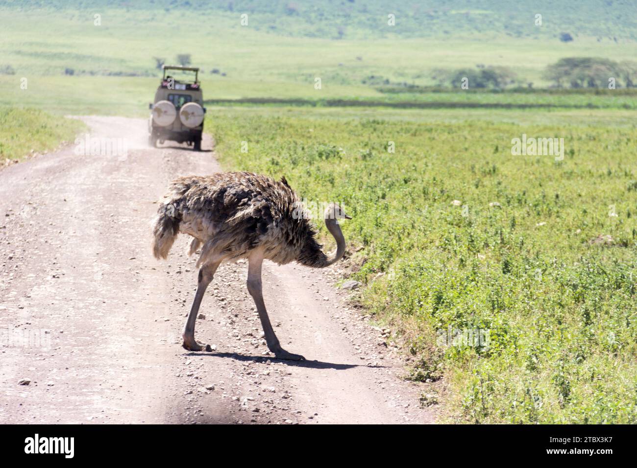 Vogel Strauß überquert eine Strape im afrikanischen Nationalpark Ngoro ...