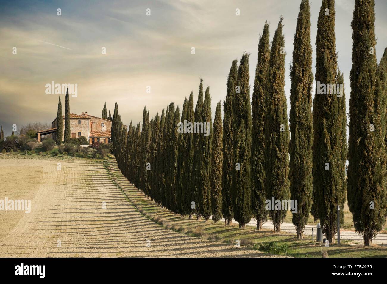 Italian cypress trees rows in a white road arriving to a farm. Siena ...