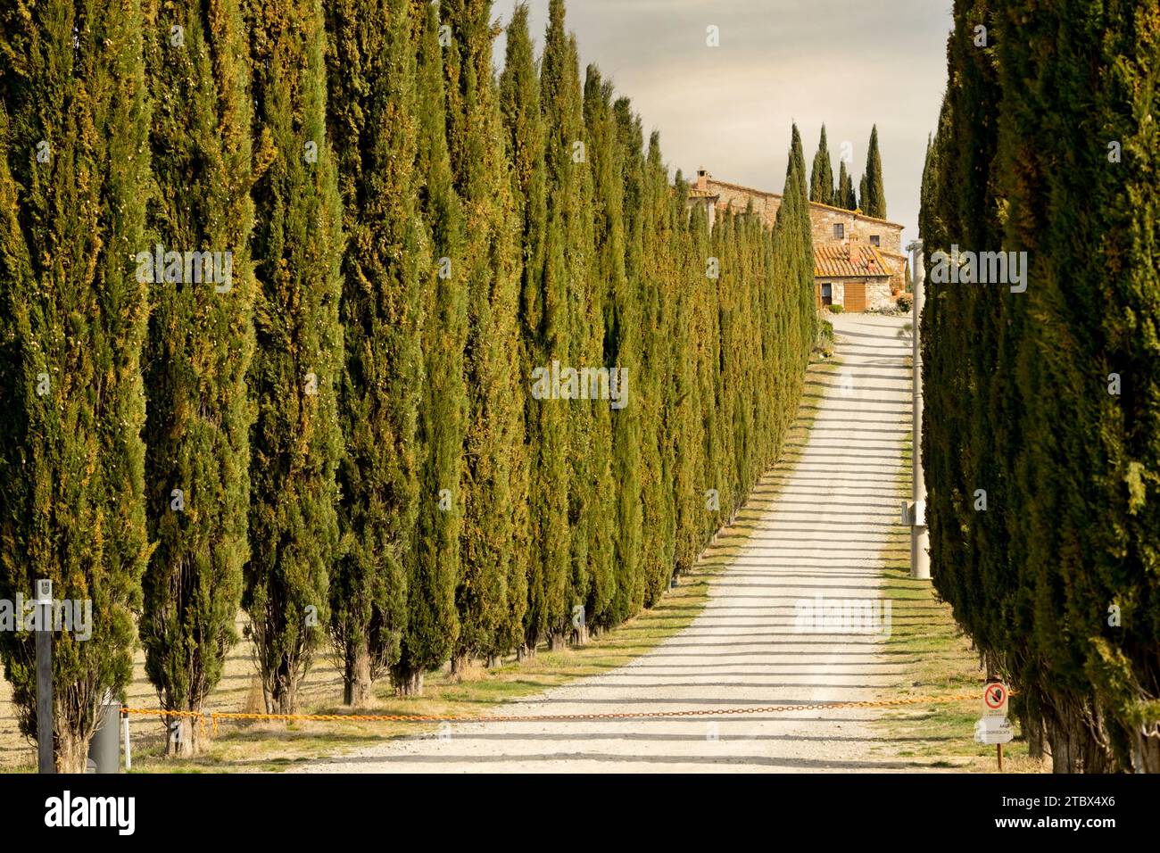Italian cypress trees rows in a white road arriving to a farm. Siena ...