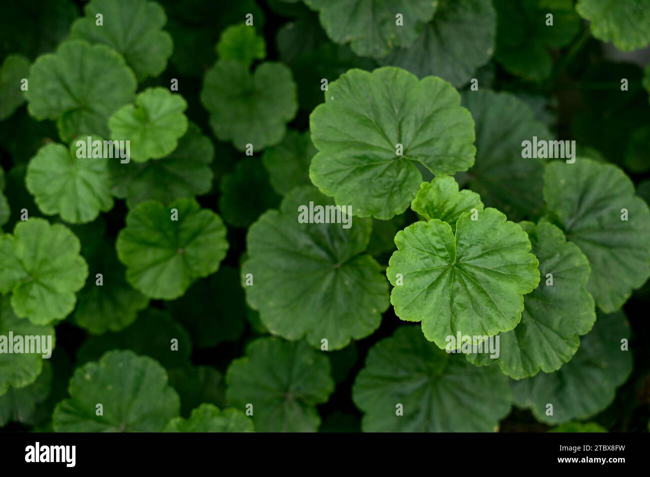 Green leaves texture of geranium plant leaves. Top angle and selective focus Stock Photo - Alamy