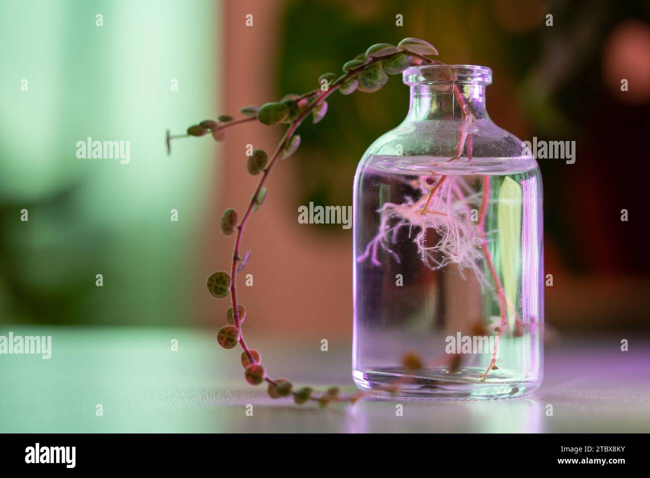 Plant transplant. Closeup of climbing sprout Peperomia prostrata ...