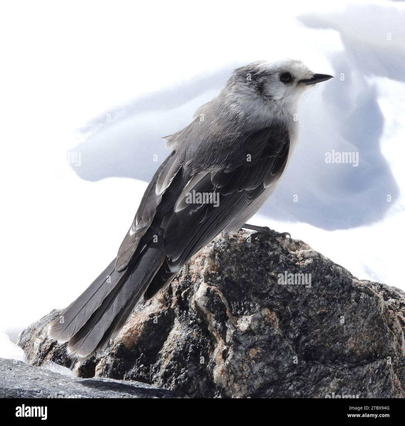 a clark's nutcracker perched on a granite boulder in the snow at ...