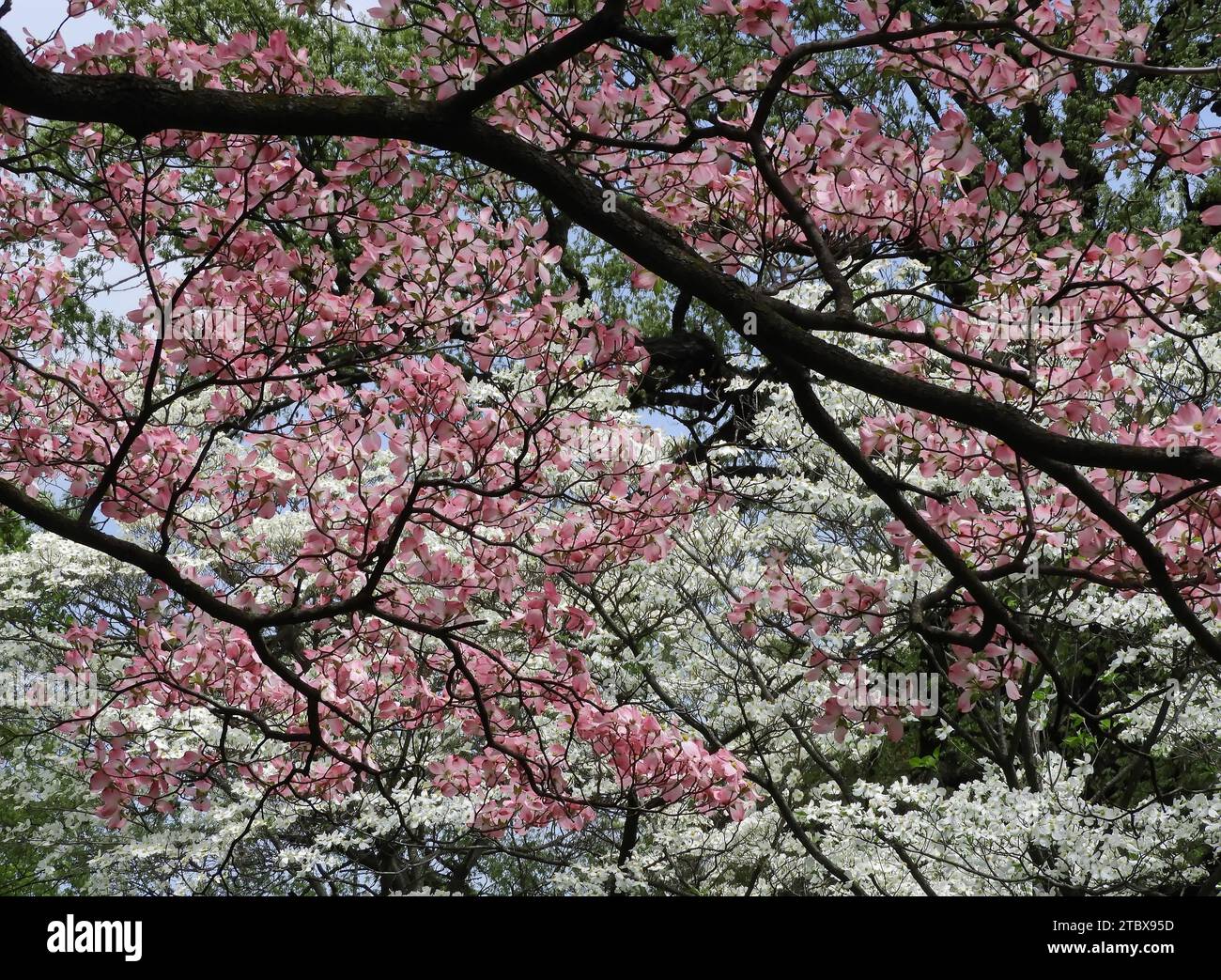 beautiful flowering white and pink dogwood flowers in spring in the ...