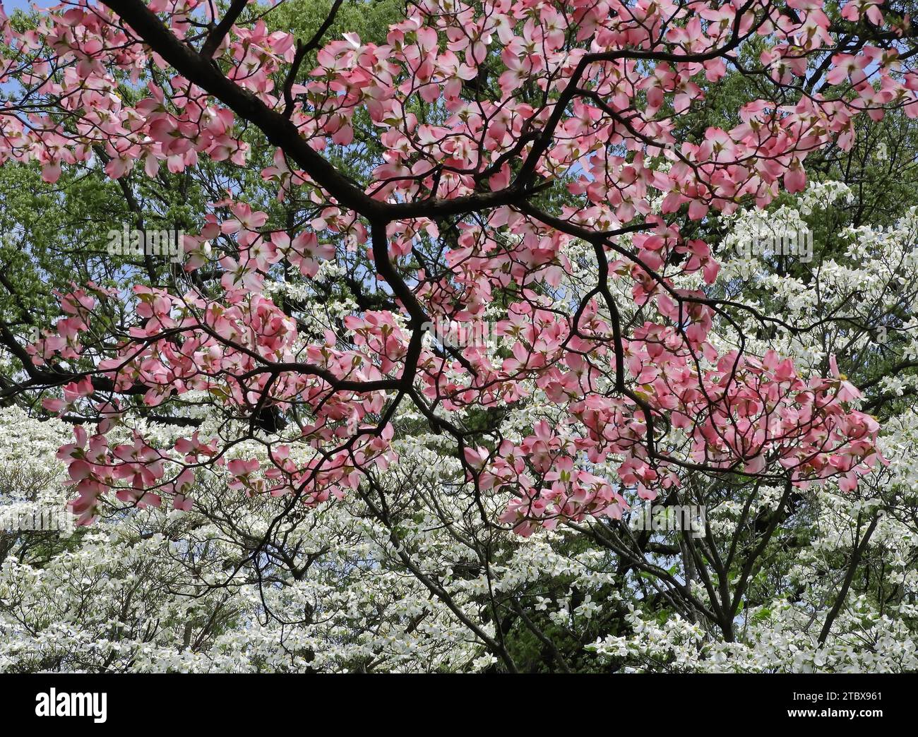 beautiful flowering white and pink dogwood flowers in spring in the ...