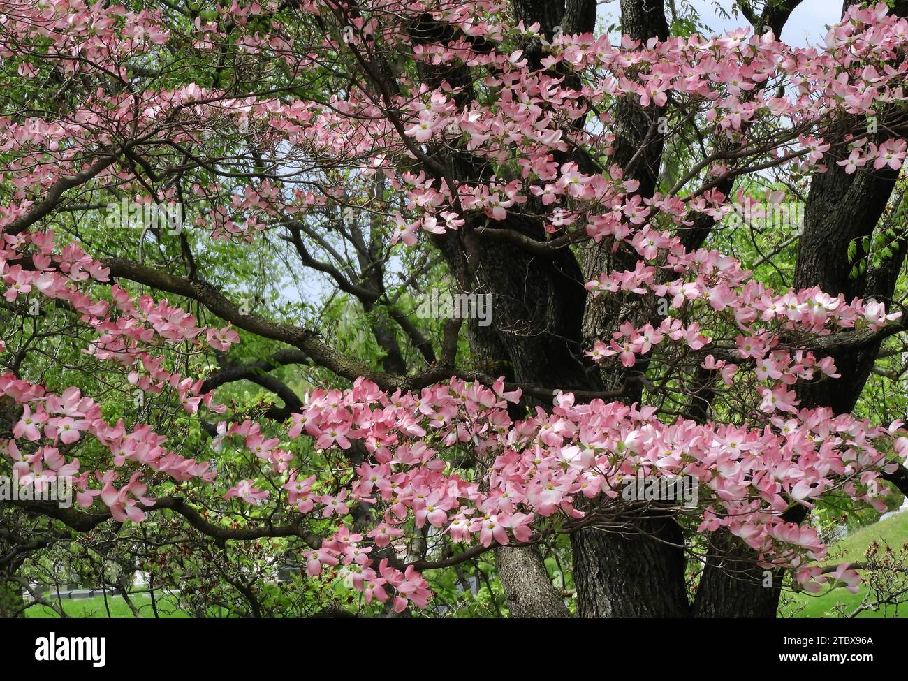 beautiful flowering pink dogwood flowers in spring in the public ...