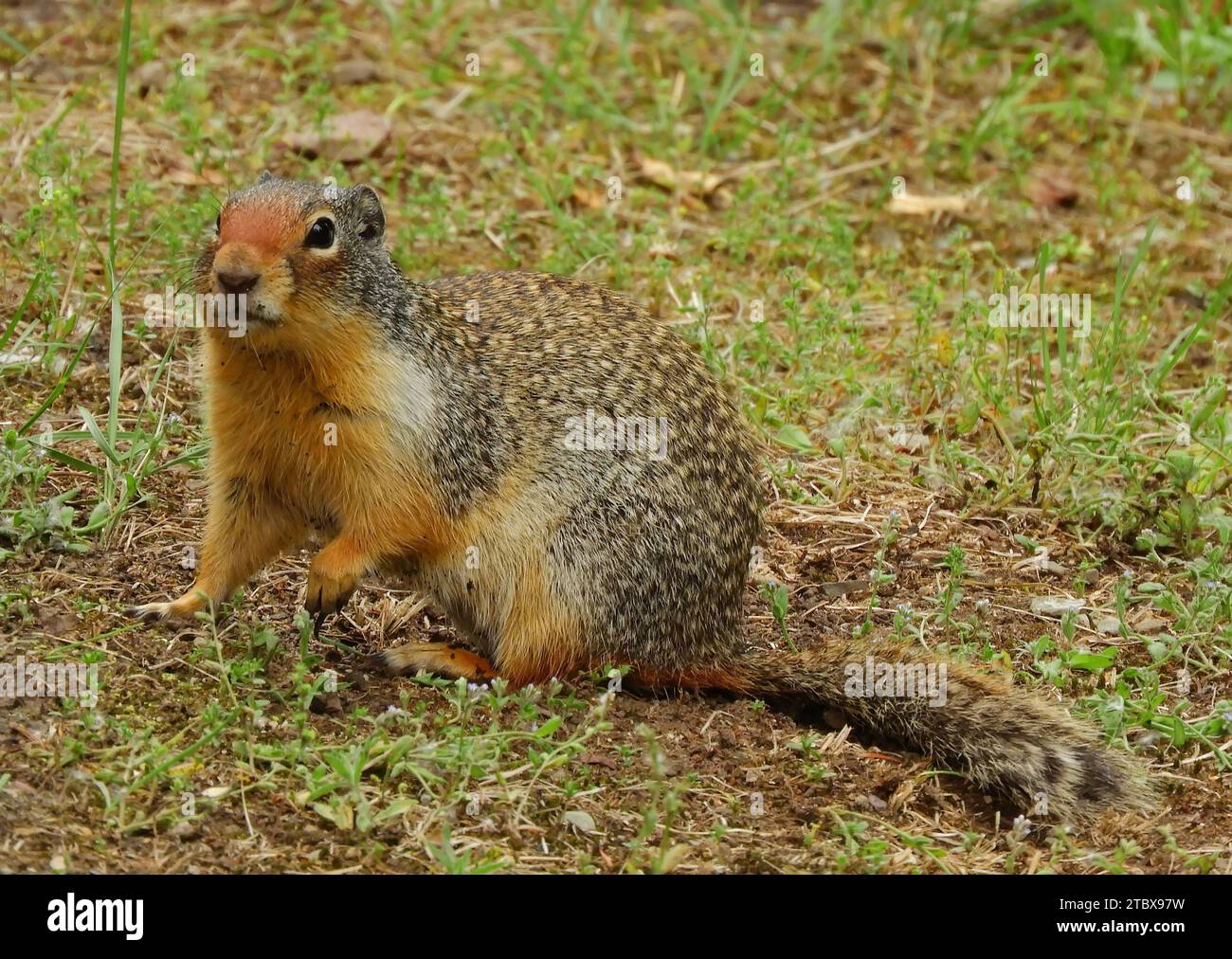 cute columbia ground squirrel along the trail in glacier national park ...