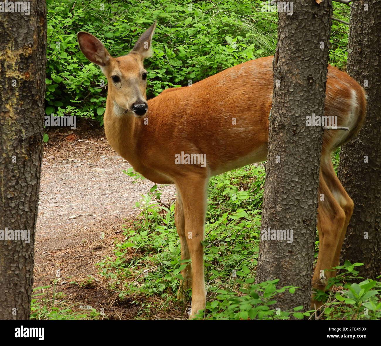 whitetail deer doe in the green forest in summer along the hiking trail ...