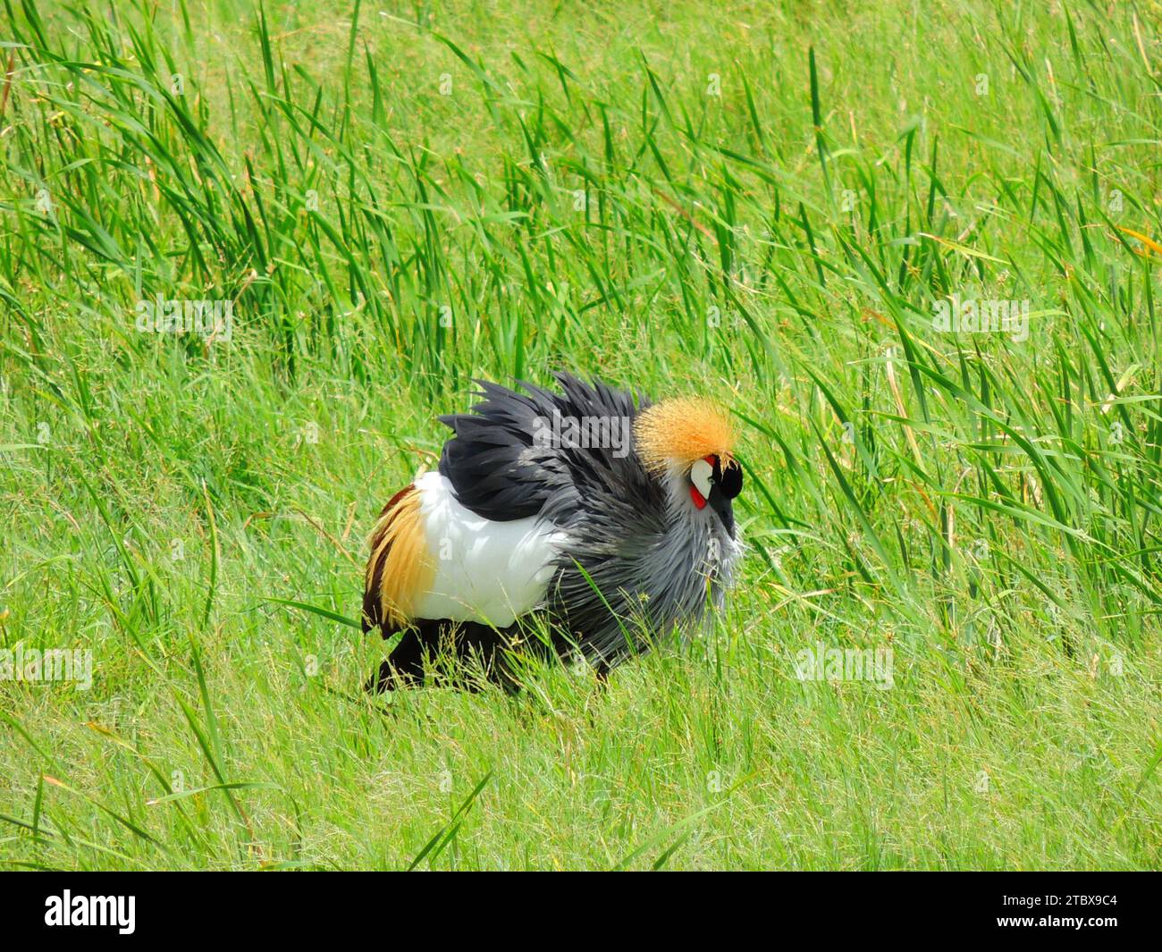 colorful golden crested crane bird in the grass in amboseli park, kenya ...