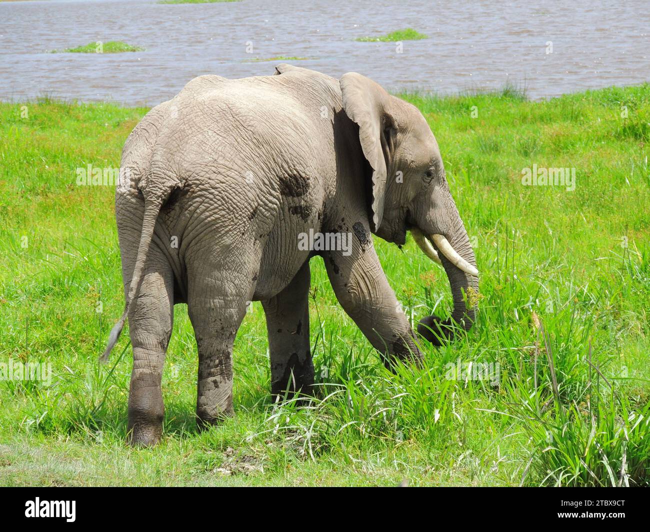 Maasai amboseli elephant hi-res stock photography and images - Alamy