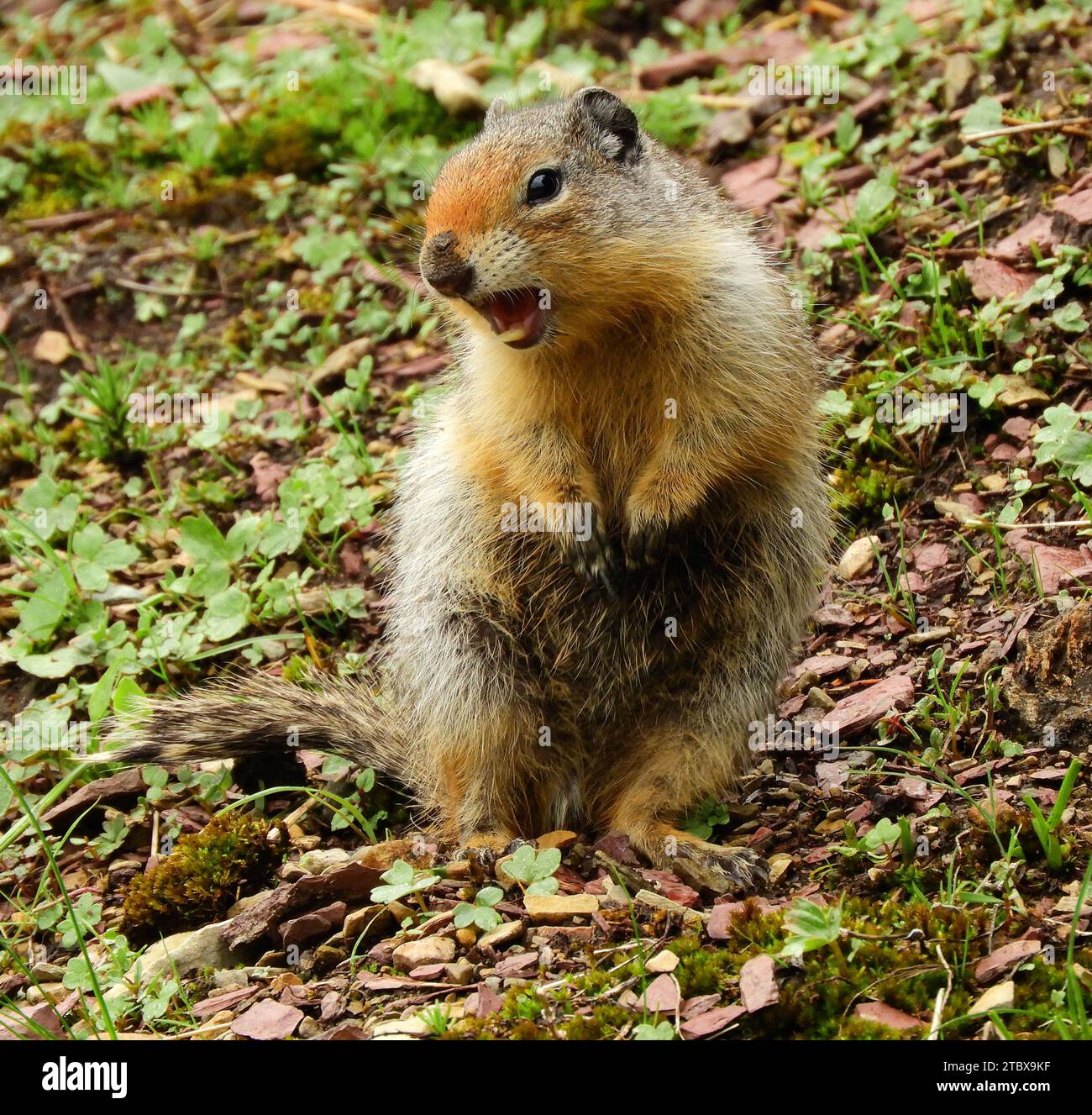 cute columbia ground squirrel along the trail up to iceberg lake in ...
