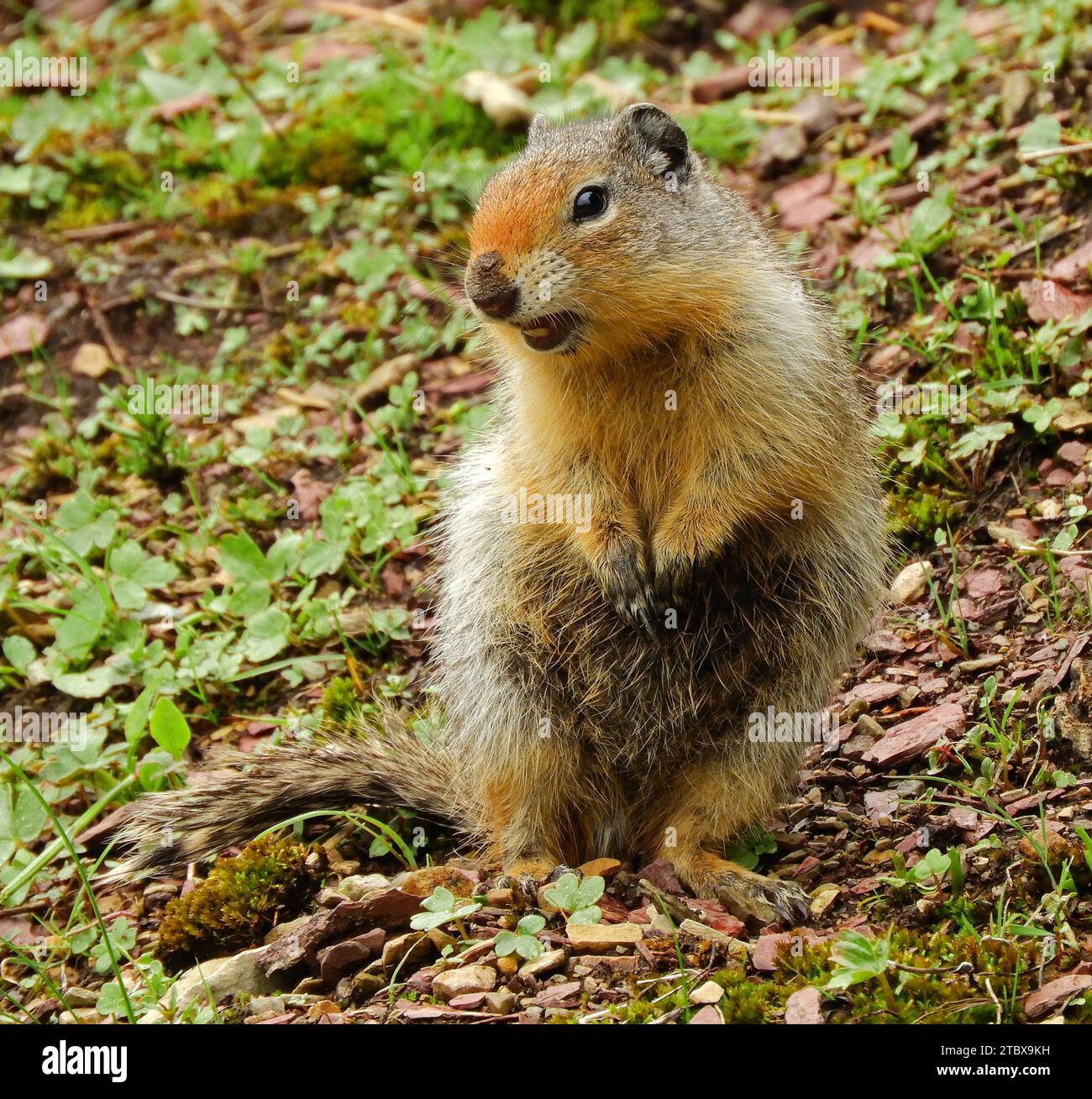 cute columbia ground squirrel along the trail up to iceberg lake in ...