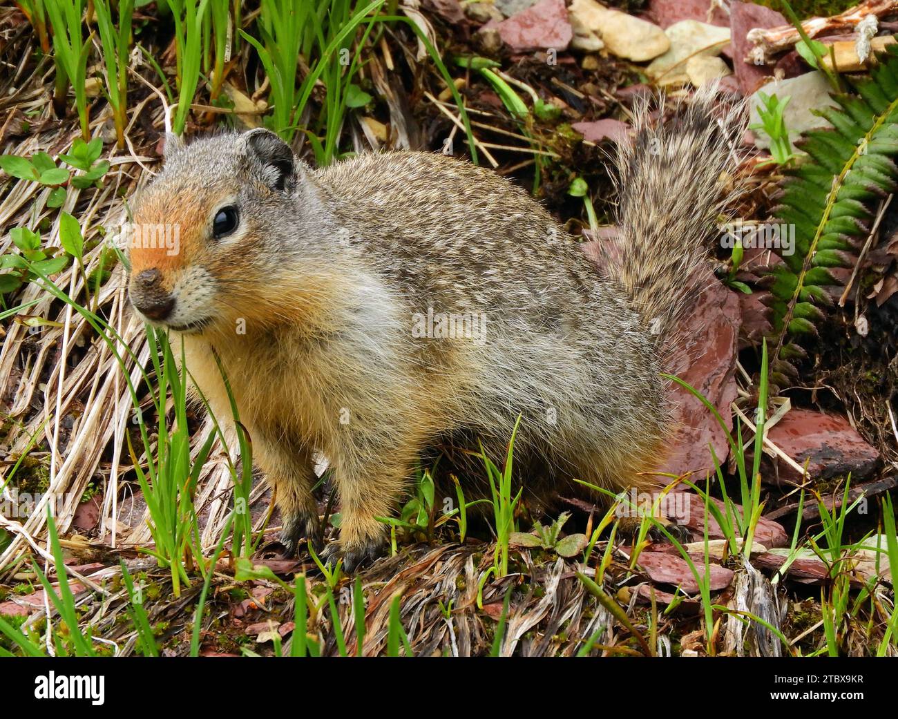 cute columbia ground squirrel along the trail up to iceberg lake in ...
