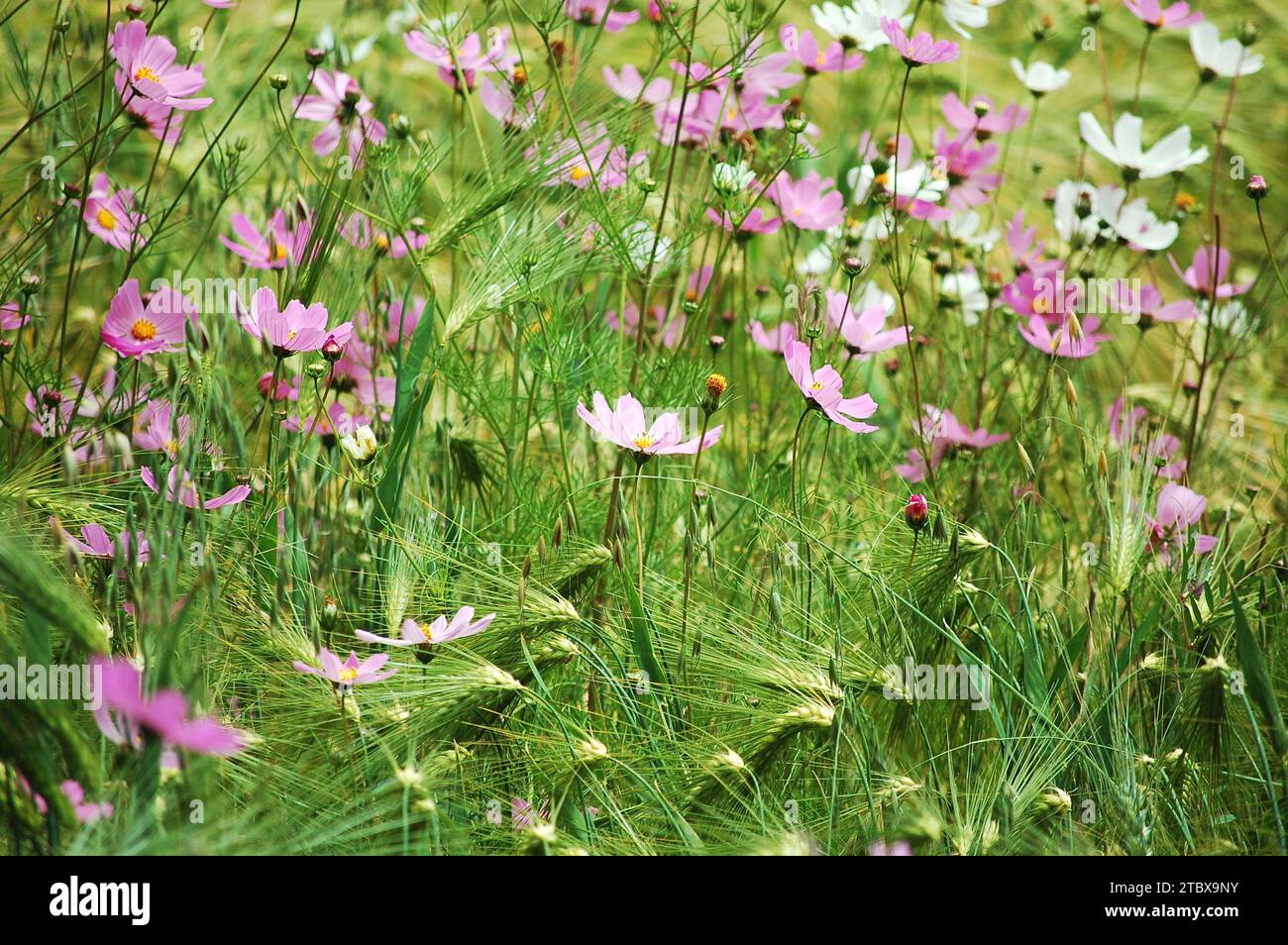 A scenic outdoor landscape featuring a vast field of wildflowers in ...