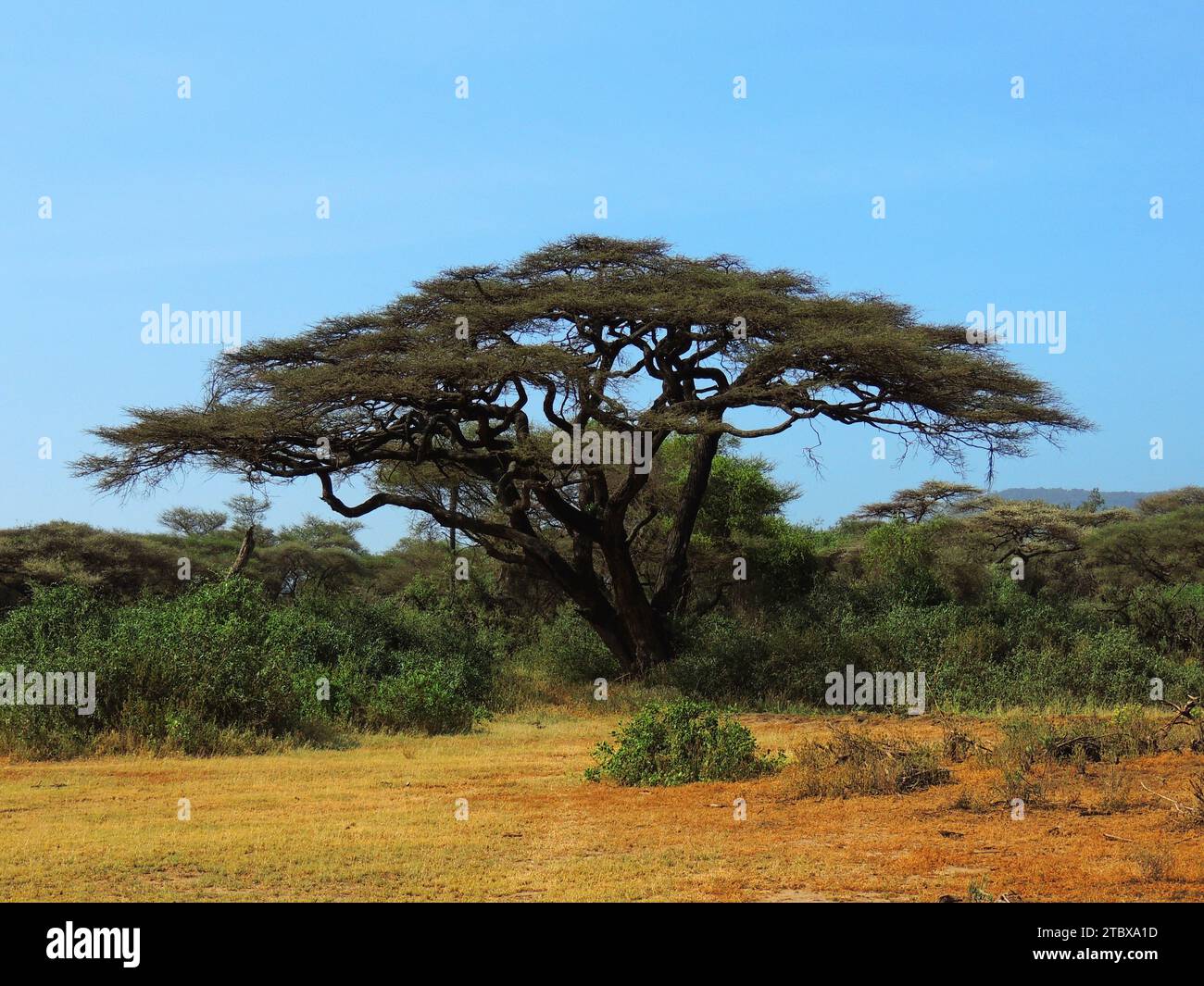 Impressive shrubs hi-res stock photography and images - Alamy