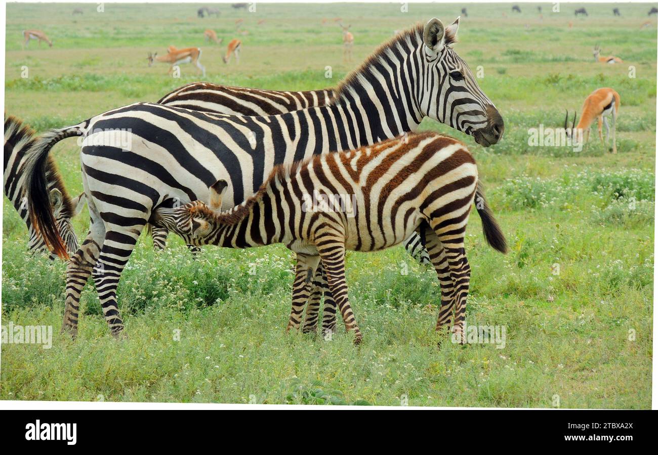 young zebra nursing from his mother in the savannah of serengeti ...