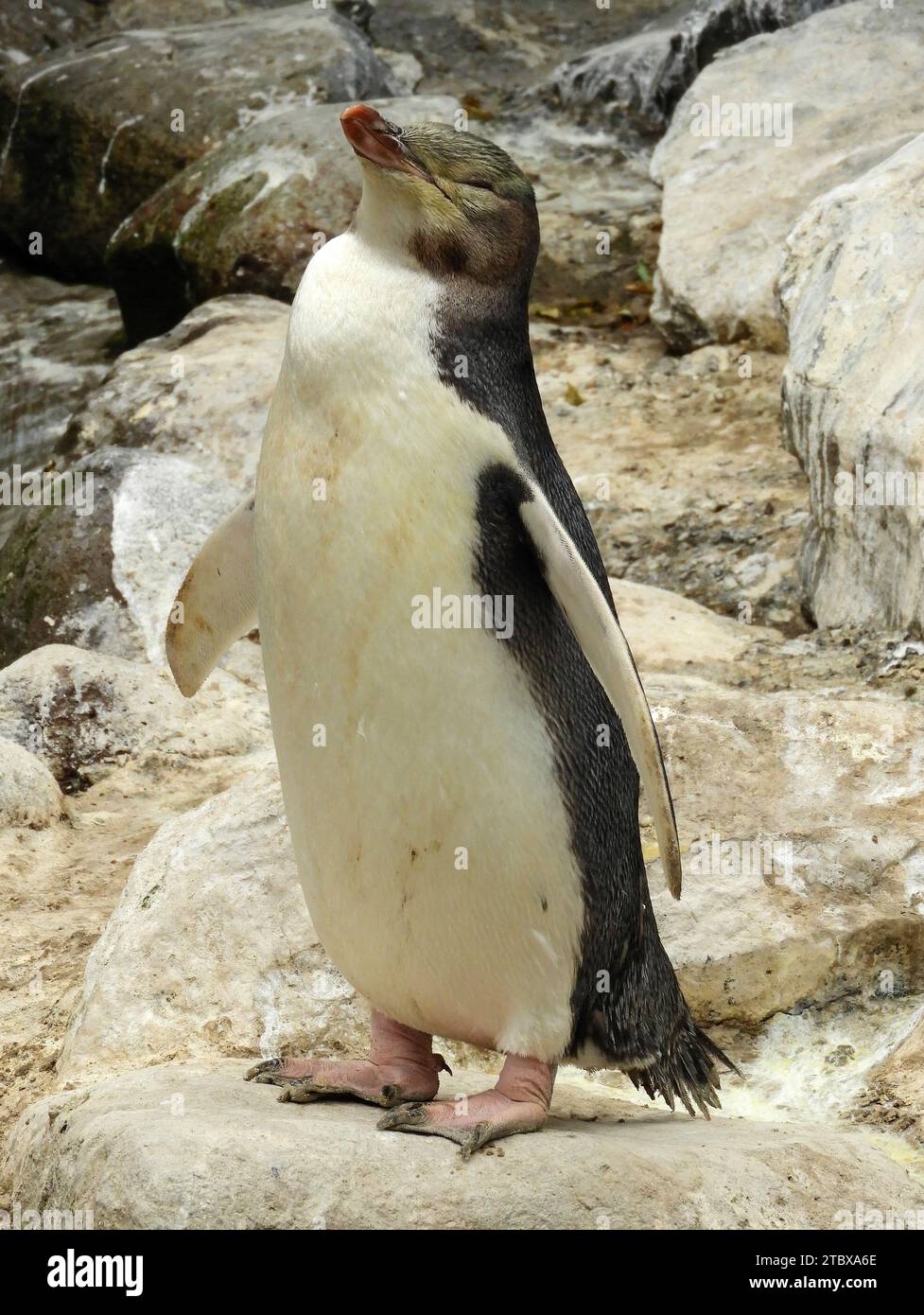cute, endangered yellow-eyed penguin on the otago peninsula near ...