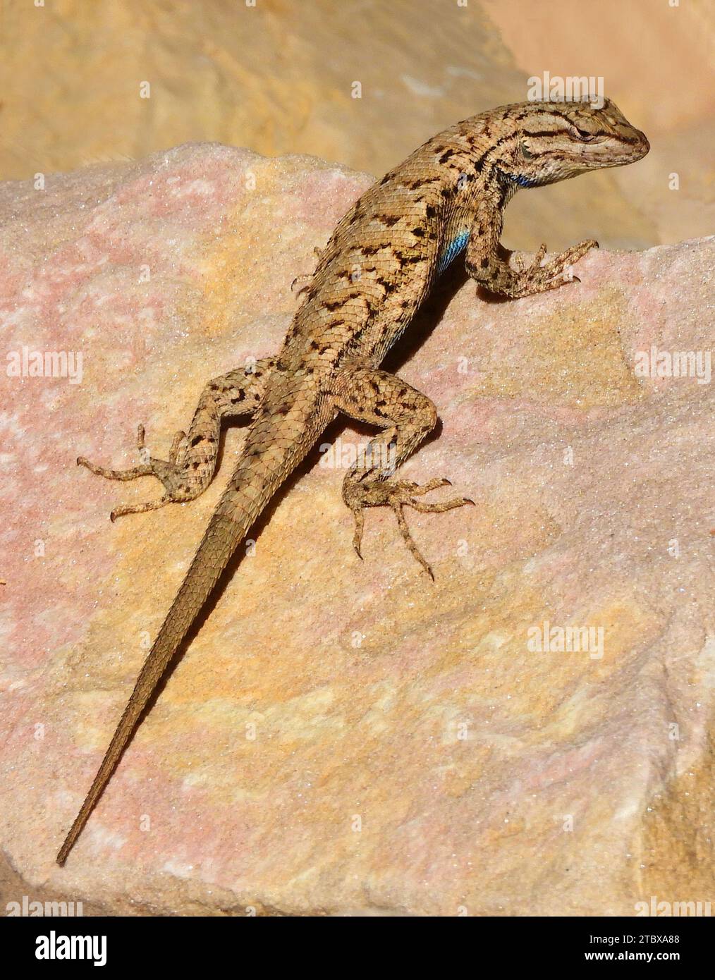 close up of a male western fence lizard sunning on a pink granite ...