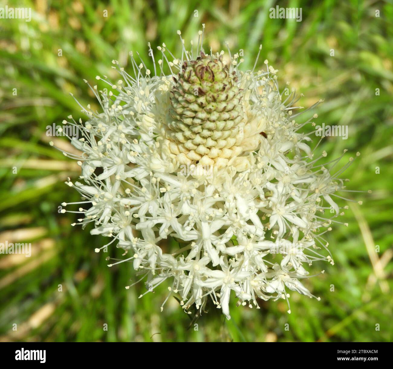 beautiful white beargrass wildflower blossom in the forest of glacier ...