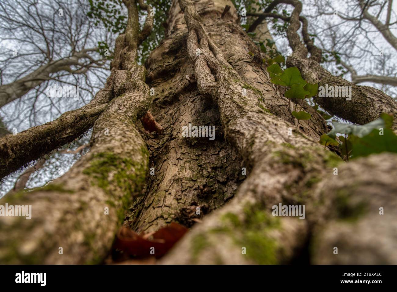 Big old tree in dark forest in Slovenia, near Hungary border Stock ...