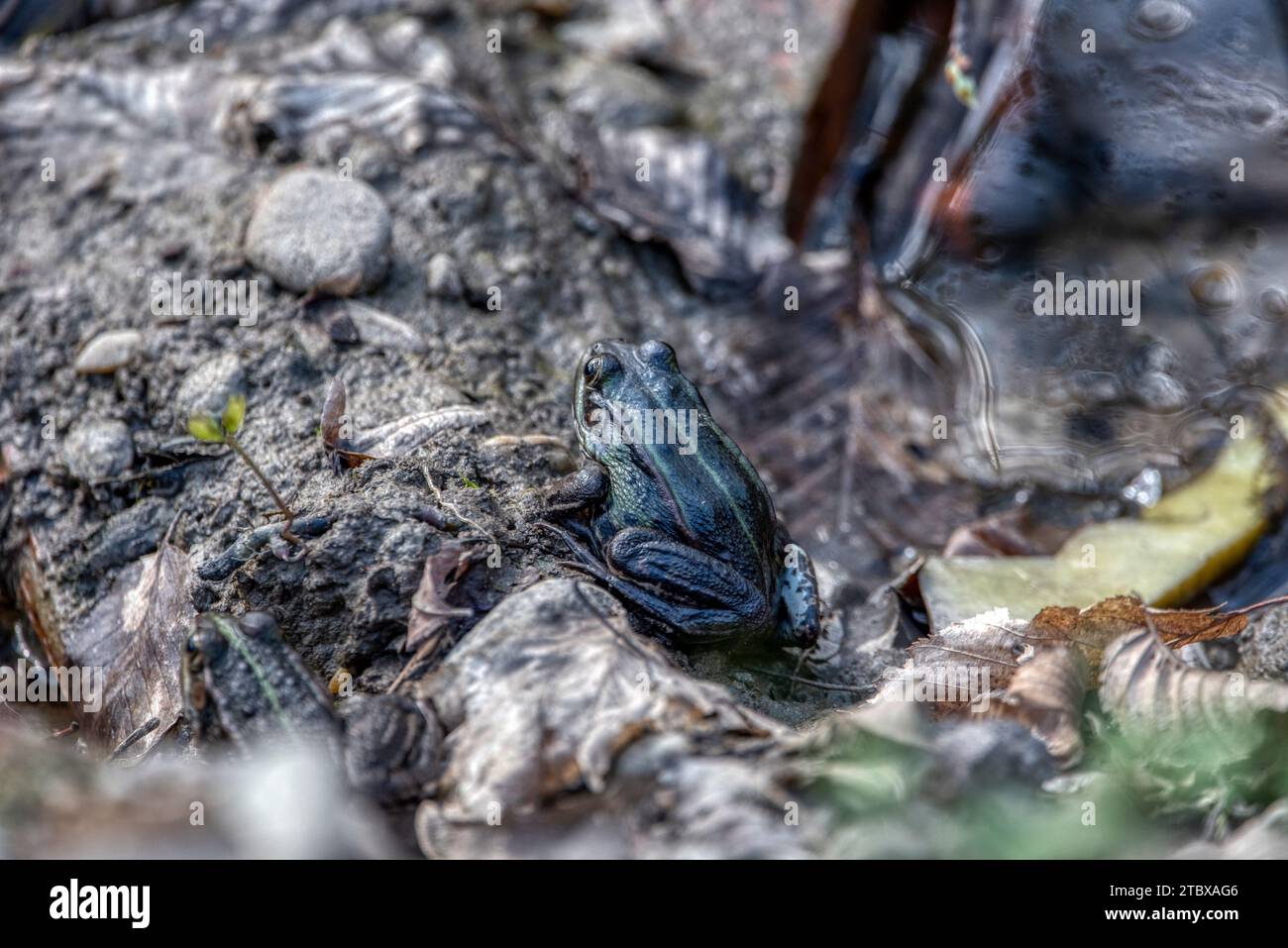 The edible frog is a species of common European frog, also known as the ...