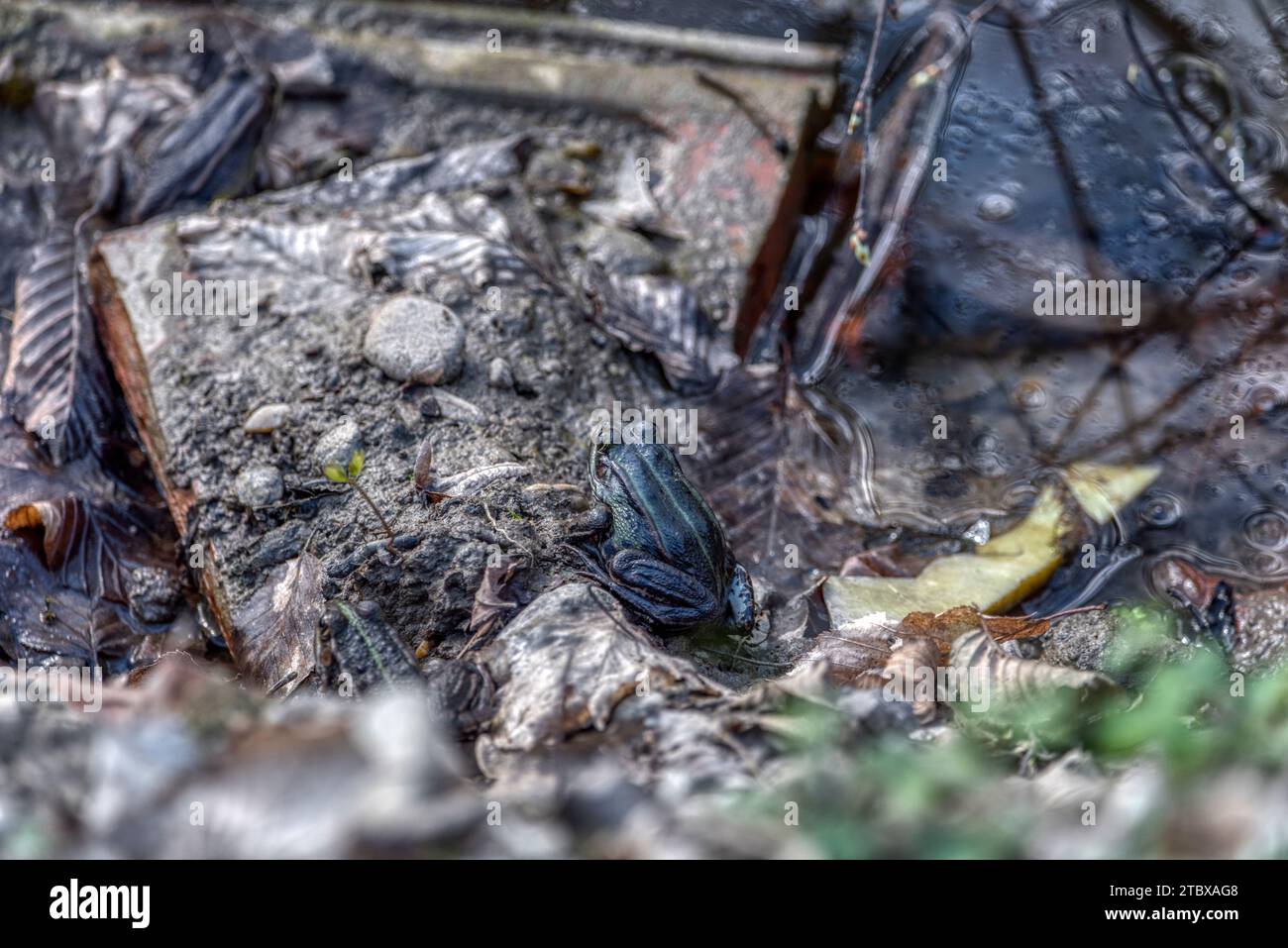 The edible frog is a species of common European frog, also known as the ...